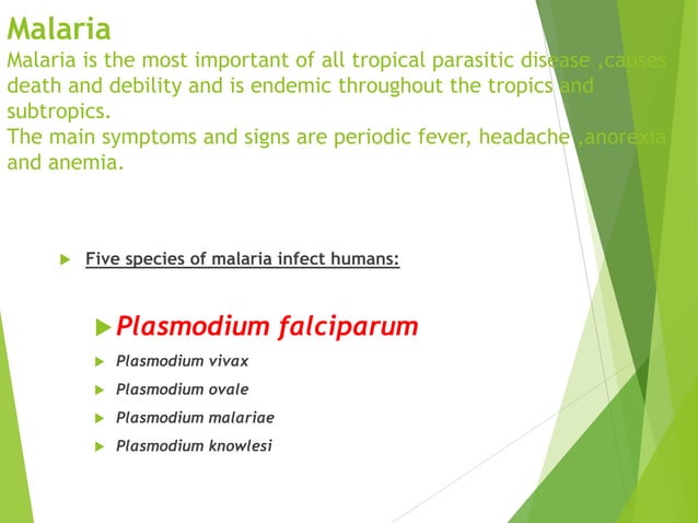 13- malaria.ppt