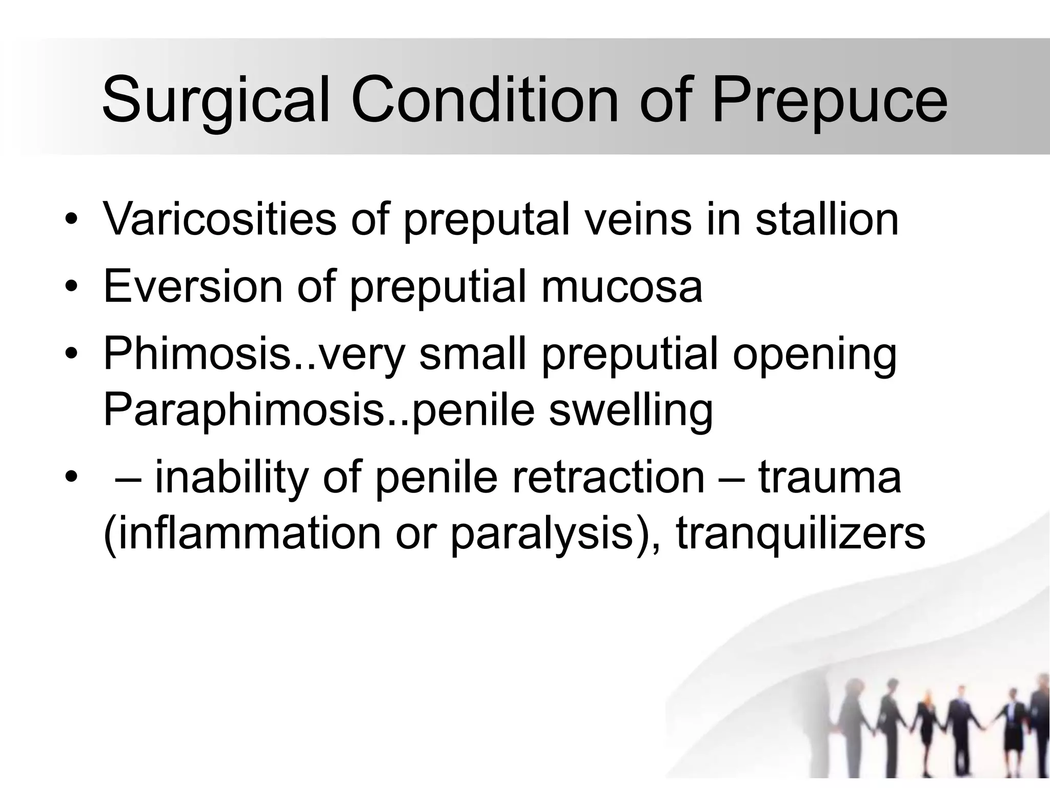 Veterinary Pathology of The Male Genital System | PPT