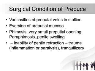 Veterinary Pathology of The Male Genital System | PPT