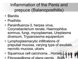 Veterinary Pathology of The Male Genital System | PPT