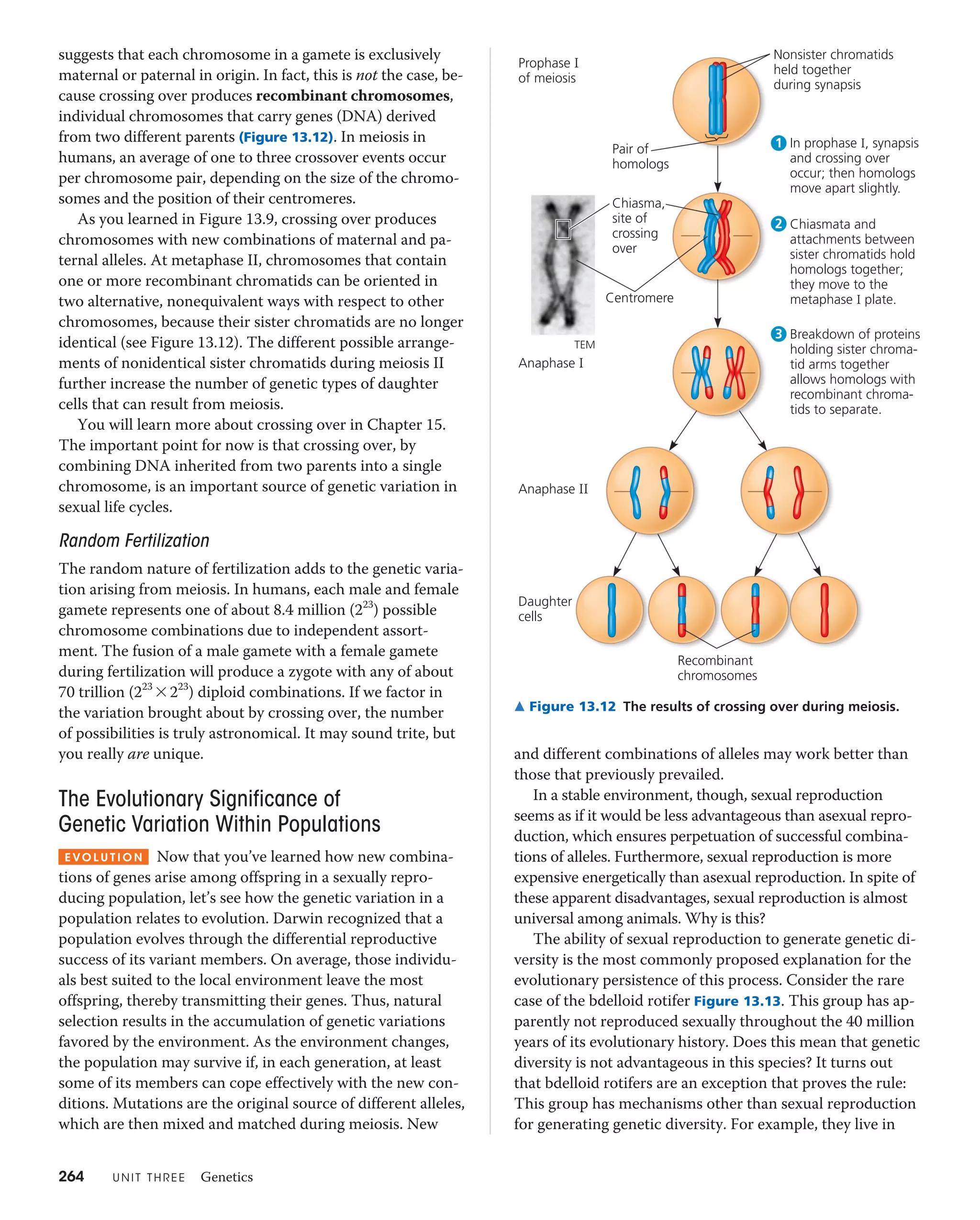 13 meiosis and sexual life cycles | PDF