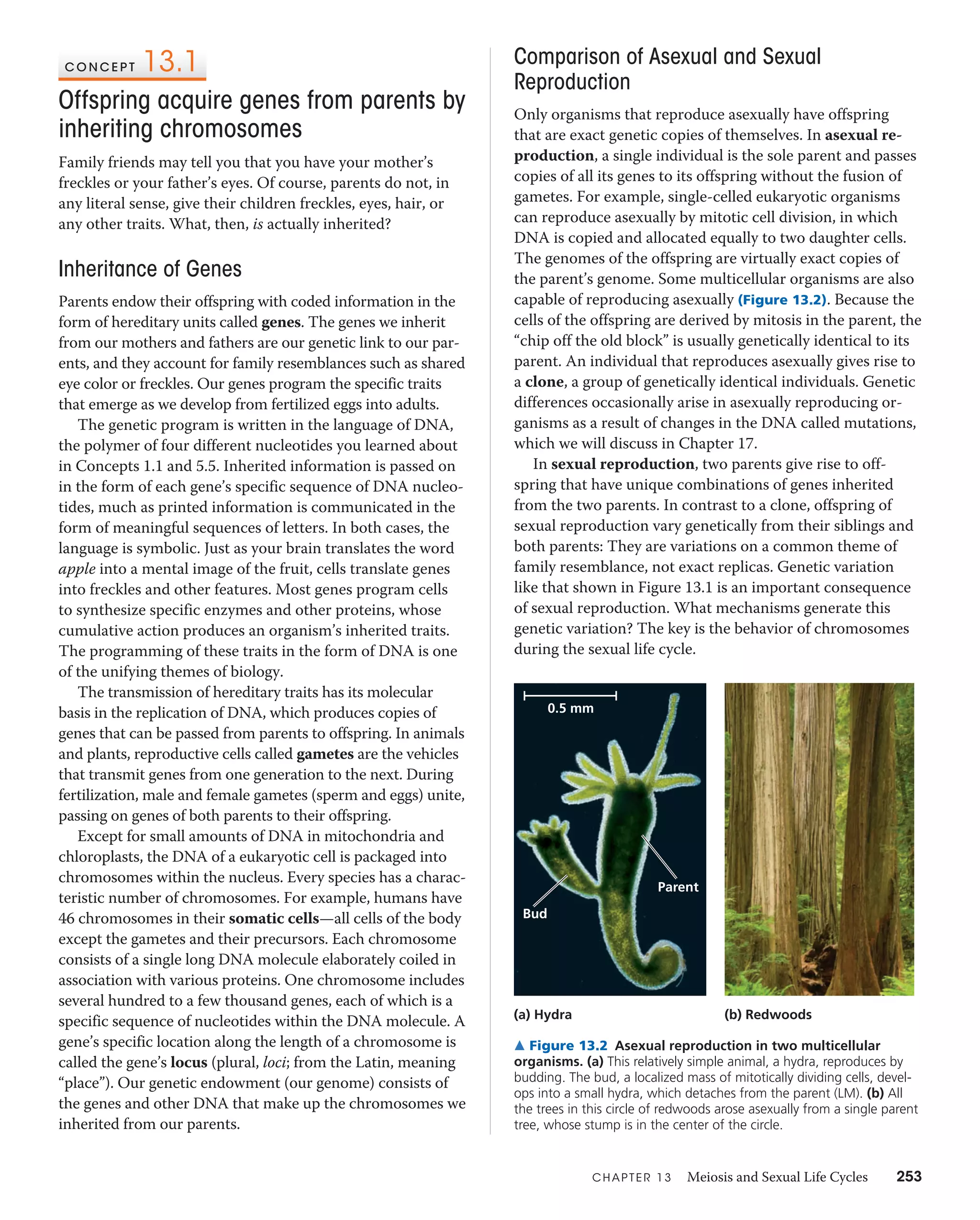 13 meiosis and sexual life cycles | PDF