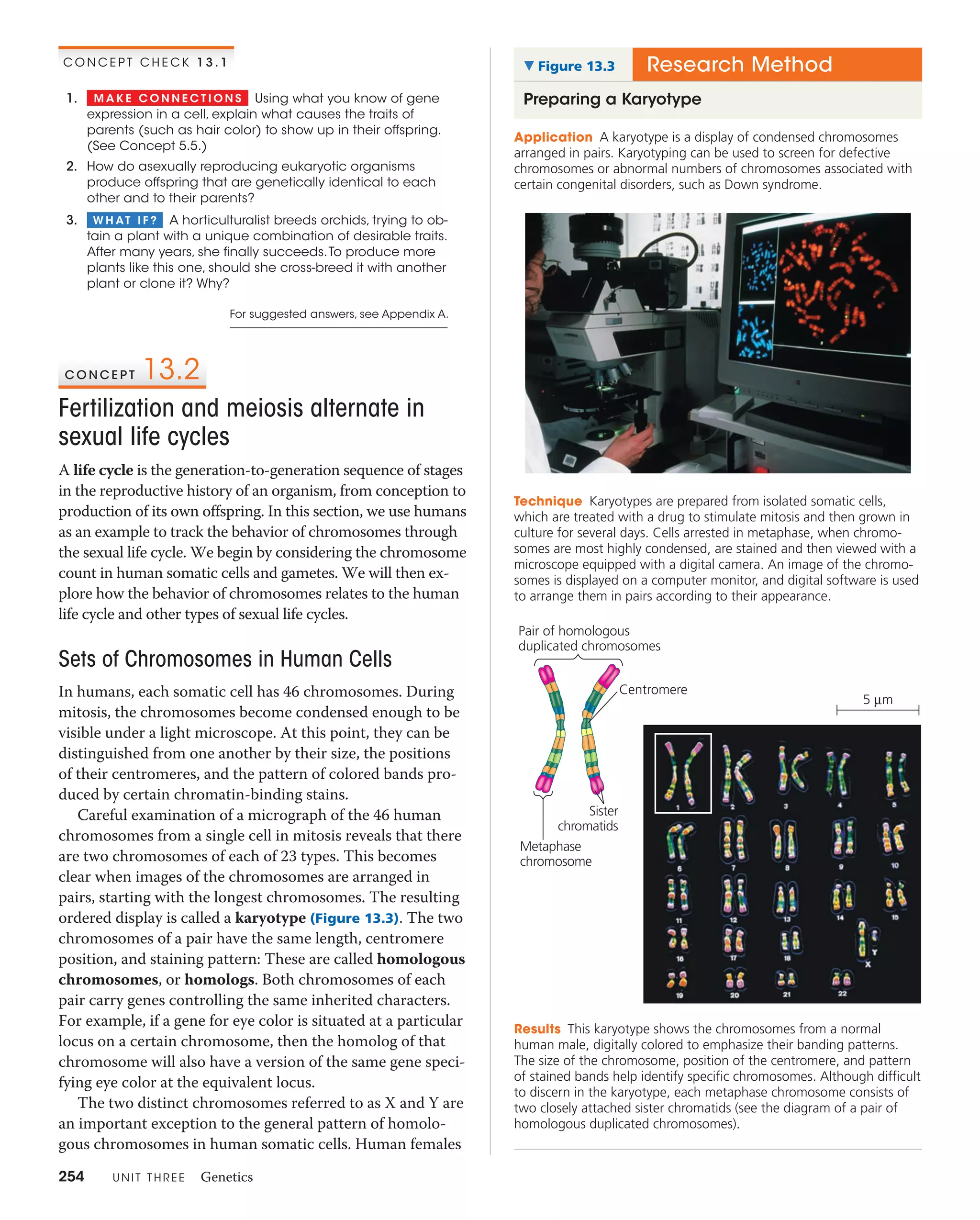 13 meiosis and sexual life cycles | PDF