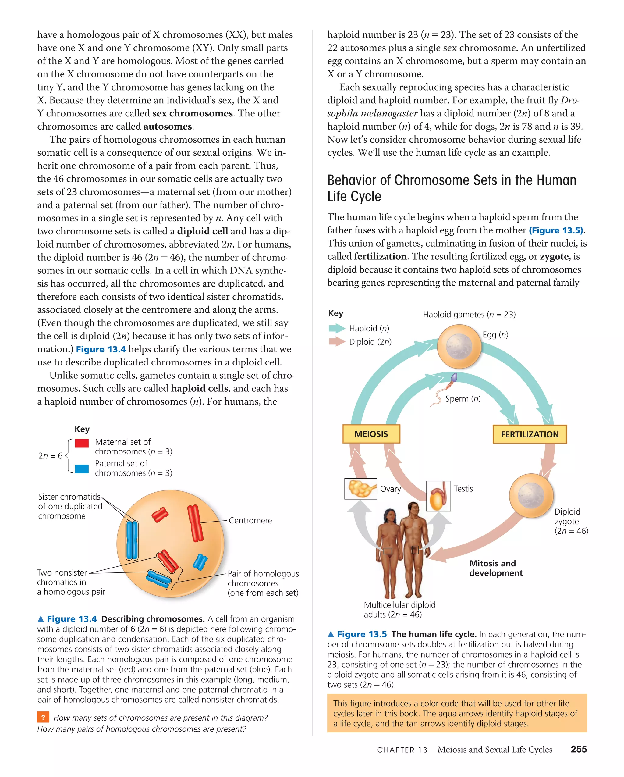 13 meiosis and sexual life cycles | PDF