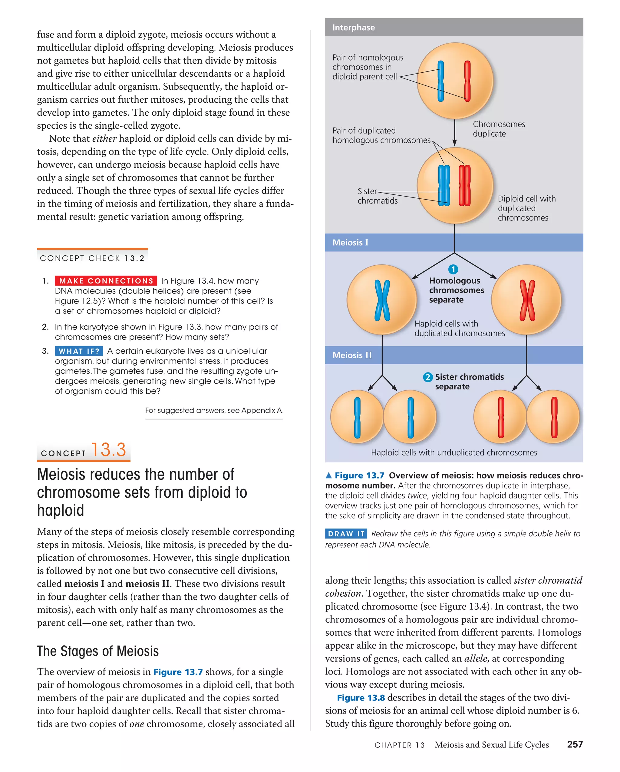 13 meiosis and sexual life cycles | PDF
