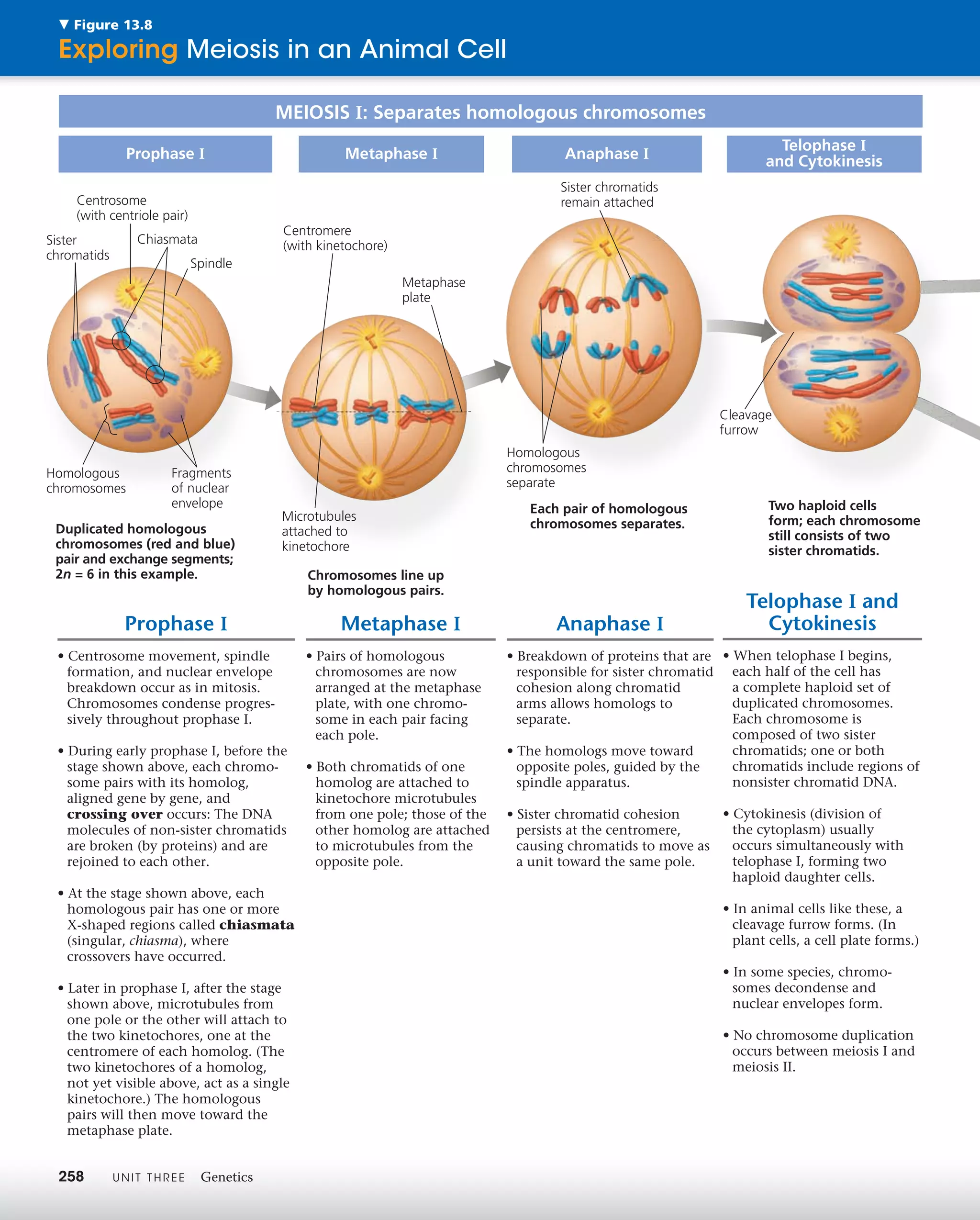 13 meiosis and sexual life cycles | PDF