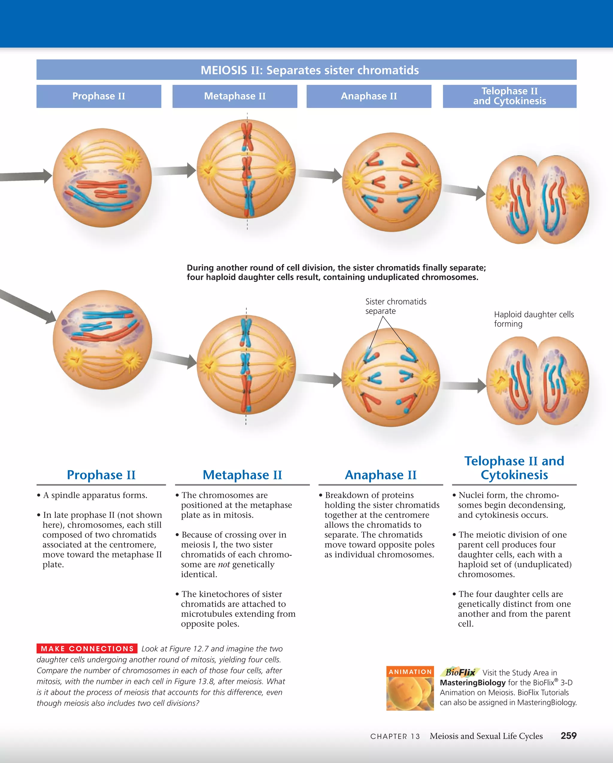 13 meiosis and sexual life cycles | PDF