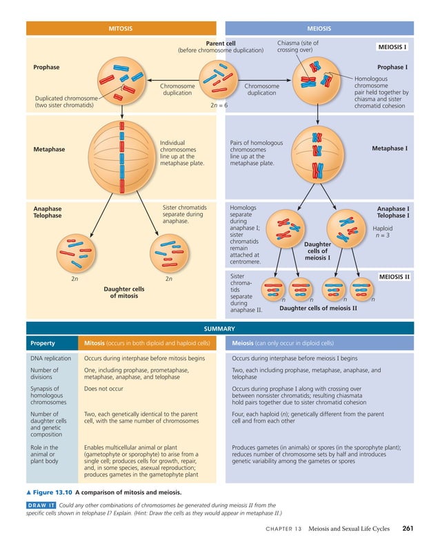 13 meiosis and sexual life cycles | PDF