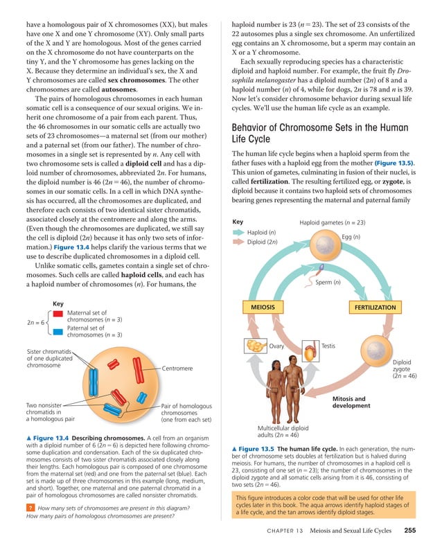 13 meiosis and sexual life cycles | PDF