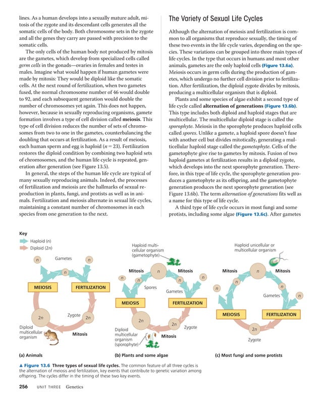 13 meiosis and sexual life cycles | PDF