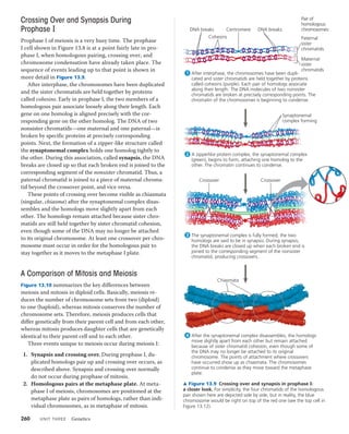 13 meiosis and sexual life cycles | PDF