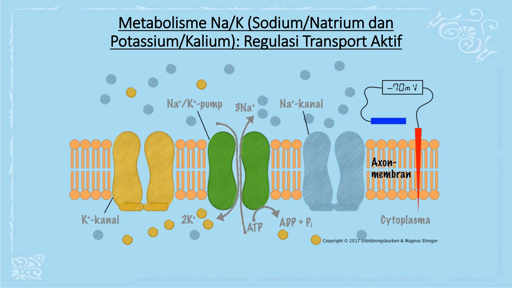 Biokimia Gizi 13: Metabolisme Mineral 2024.pptx