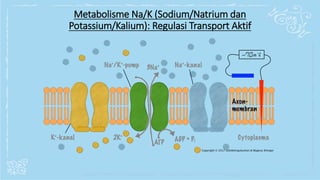 Biokimia Gizi 13: Metabolisme Mineral 2024.pptx
