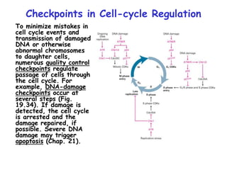 13-miller-chap-19-lecture (1).ppt | Biological Sciences | Science