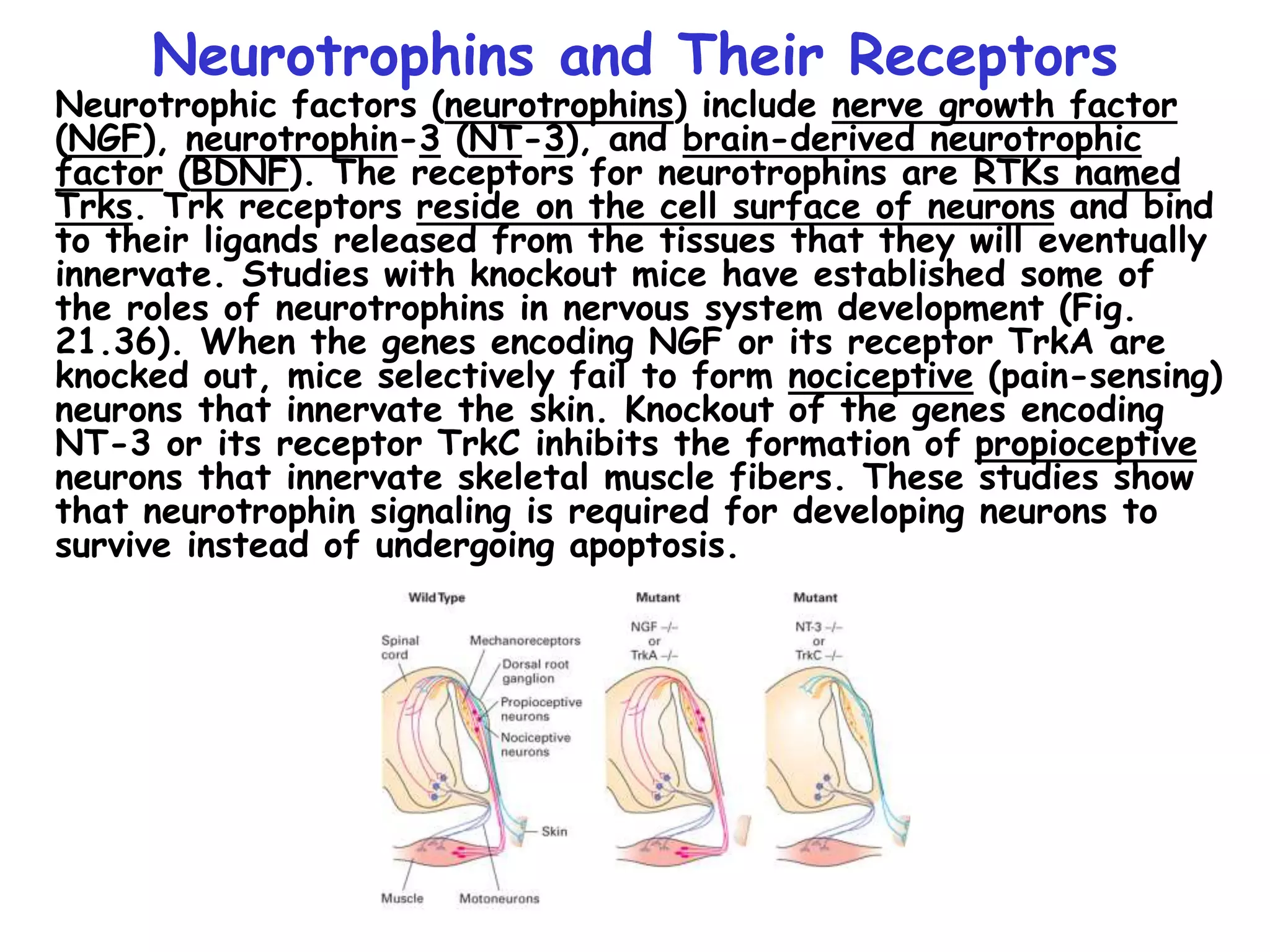 13-miller-chap-21-lecture.ppt