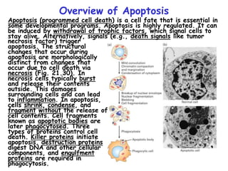 13-miller-chap-21-lecture.ppt