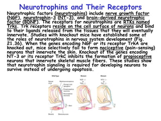 13-miller-chap-21-lecture.ppt