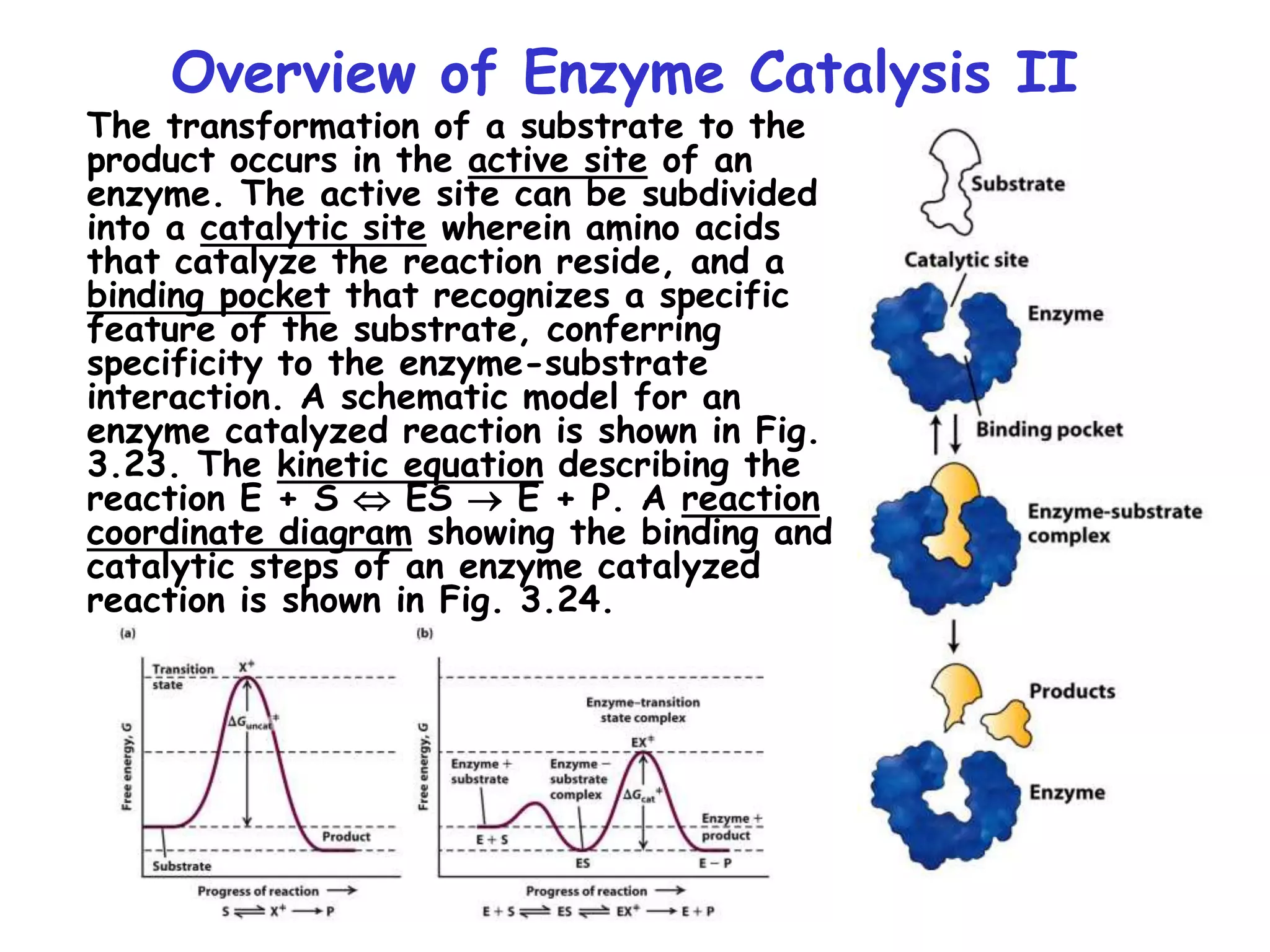 13-miller-chap-3-lecture.ppt