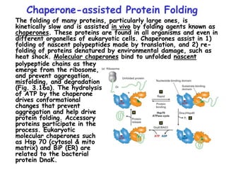 Protein structure and receptor function | PPT