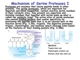 Protein structure and receptor function | PPT