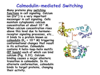 Protein structure and receptor function | PPT