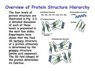Protein structure primary secondary tertiary.ppt