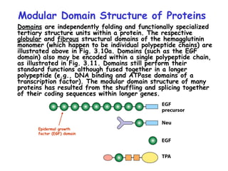 Protein structure primary secondary tertiary.ppt