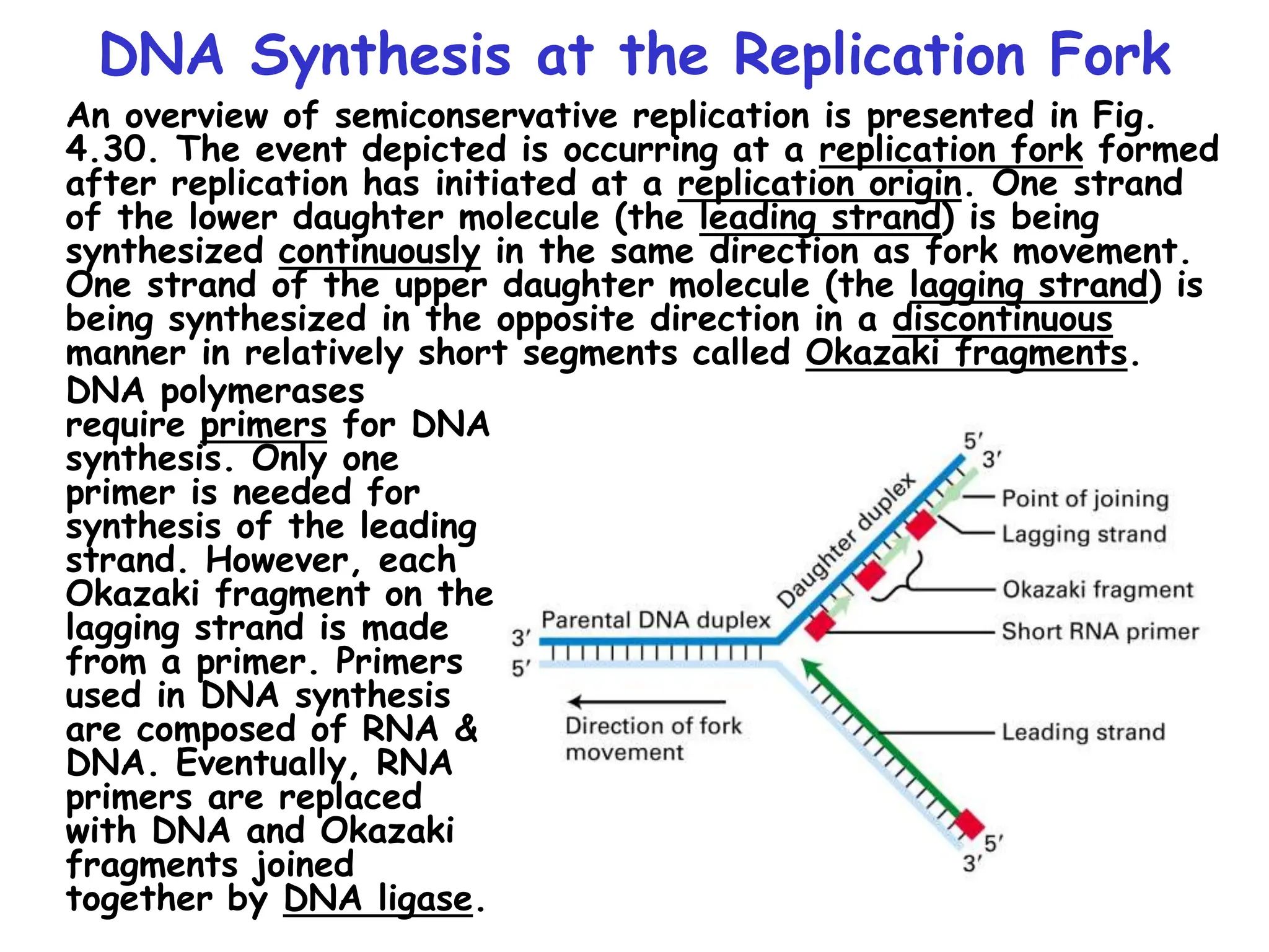Genetic codons and translation of proteins | PPT