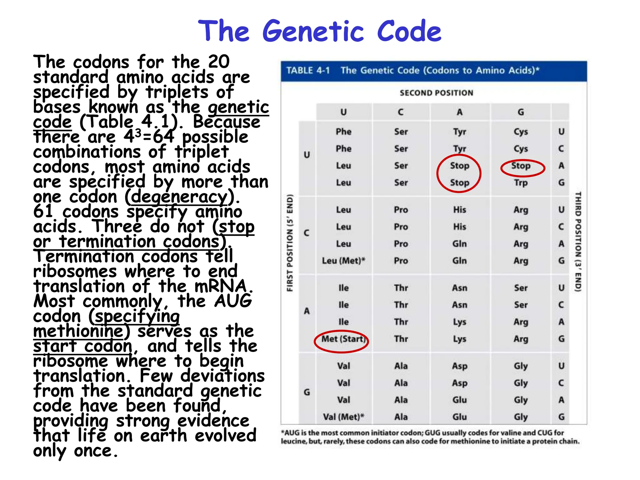 Genetic codons and translation of proteins | PPT