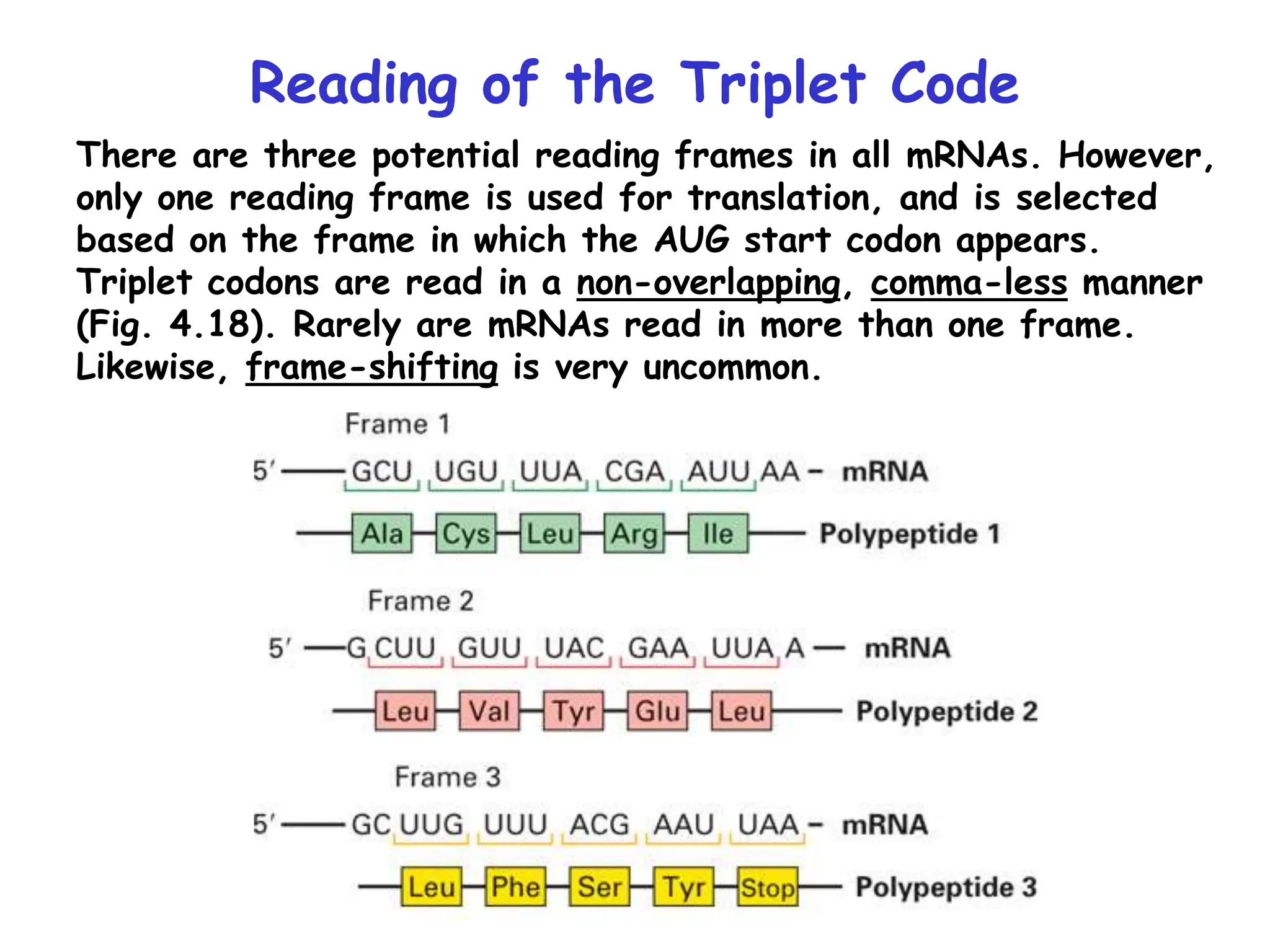 Genetic codons and translation of proteins | PPT