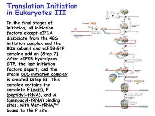 Genetic codons and translation of proteins | PPT