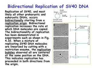 Genetic codons and translation of proteins | PPT
