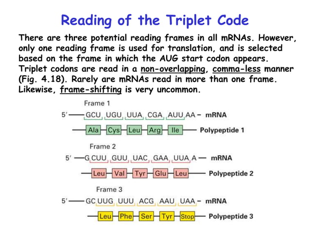 Genetic codons and translation of proteins | PPT