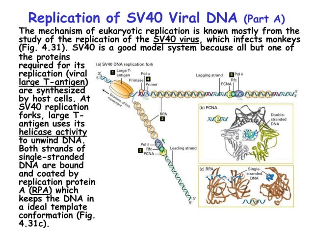 13-miller-chap-4b-lecture.urey miller experiment. | PPT | Programming Languages | Computing