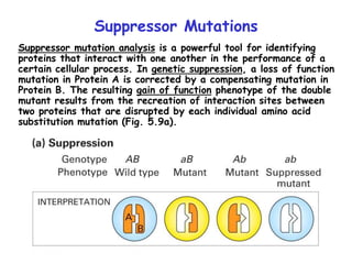 13-miller-chap-5a-lecture.ppt | Biological Sciences | Science