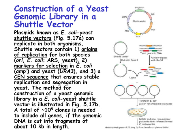 13-miller-chap-5a-lecture.ppt
