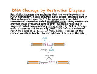 Molecular Genetics (Tecniques)-lecture.ppt