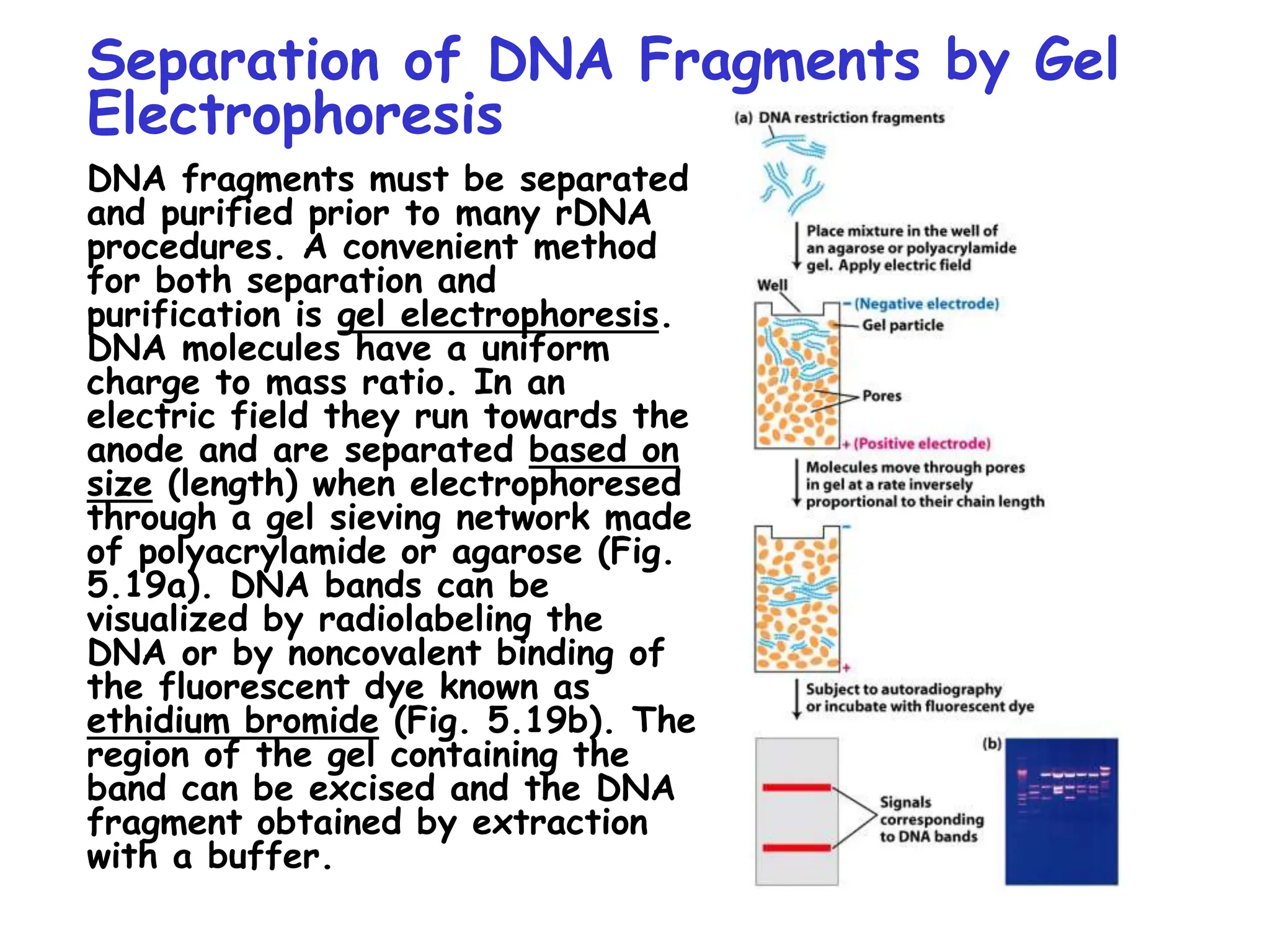 molecular genome technology powerpoint slides | PPT