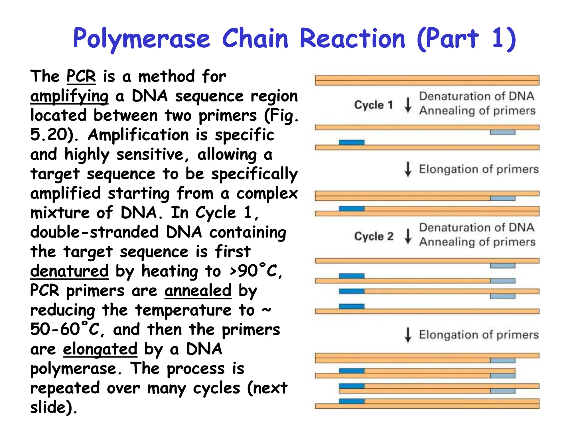 molecular genome technology powerpoint slides | PPT