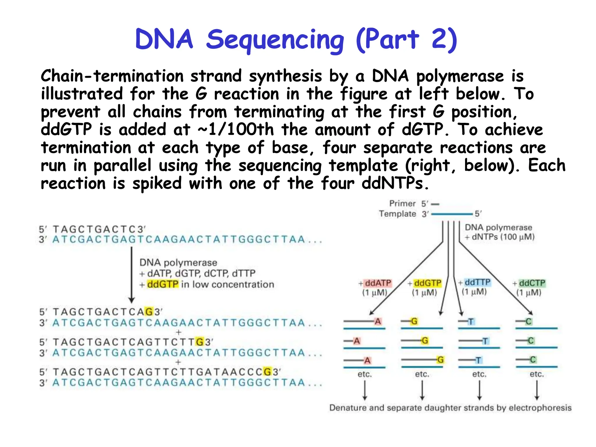 molecular genome technology powerpoint slides | PPT
