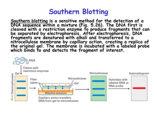 molecular genome technology powerpoint slides | PPT