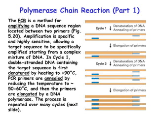 molecular genome technology powerpoint slides | PPT