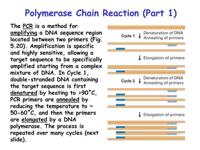 molecular genome technology powerpoint slides | PPT