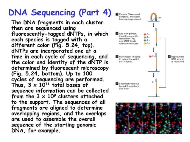 molecular genome technology powerpoint slides | PPT