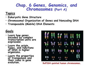 Genes, Genomics, and Chromosomes computational biology introduction .ppt