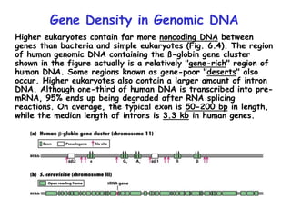 Genes, Genomics, and Chromosomes computational biology introduction .ppt