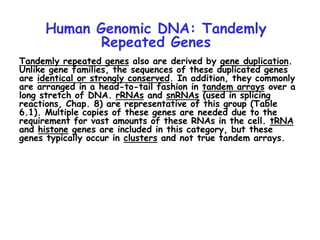 Genes, Genomics, and Chromosomes computational biology introduction .ppt