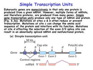 Genes, Genomics, and Chromosomes computational biology introduction .ppt