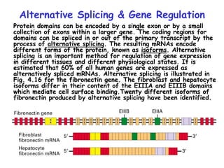 Genes, Genomics, and Chromosomes computational biology introduction .ppt