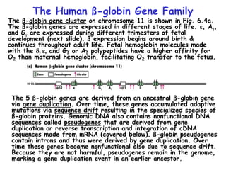 Genes, Genomics, and Chromosomes computational biology introduction .ppt